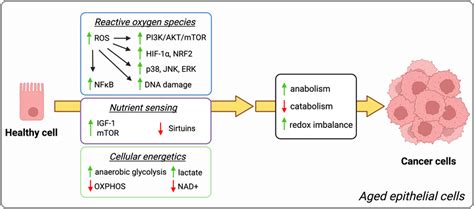 Protumorigenic Effects Of Aging‐associated Metabolism In The