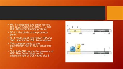Transcription In Non Coding Genes Pptx