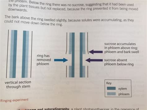 Phloem Flashcards Quizlet