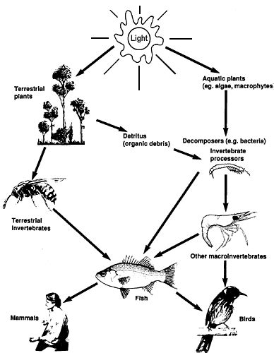 Food Web Interaction Welcome To The Freshwater River