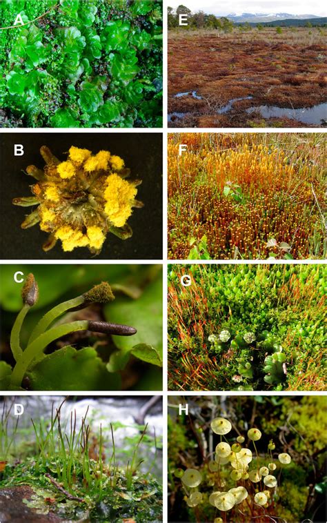 Bryophytes Plants