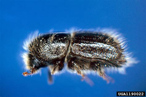 Spruce Bark Beetle In Scotland