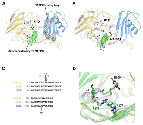 Molecular Insight Into Substrate Recognition And Catalysis Of Baeyer Villiger Monooxygenase