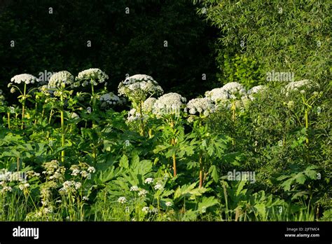 Cow Parsnip Heracleum Sosnowsky Field In Bright Sunset Light In