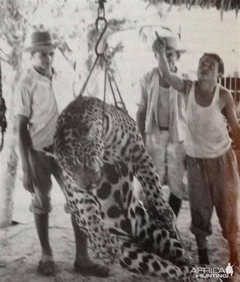 Jaguar Hunt