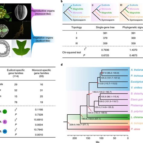 Phylogenetic Relationships Among Magnoliids Eudicots And Monocots A