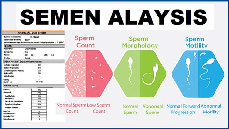 Semen Analysis Report Explained How To Read