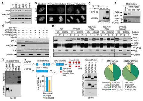 Phf8 Mediates Histone H4 Lysine 20 Demethylation Events Involved In