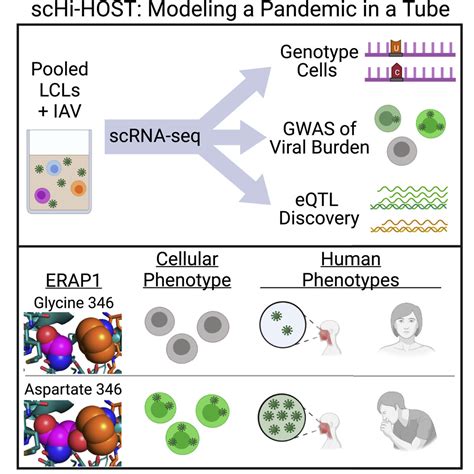 Single Cell Genome Wide Association Reveals That A Nonsynonymous