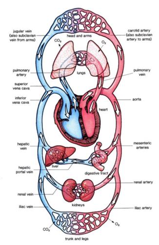 Turtle Circulatory System
