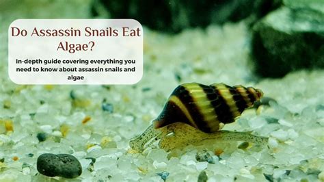 Do Assassin Snails Eat Algae The Strange Diet Of Killer Snails • Snail