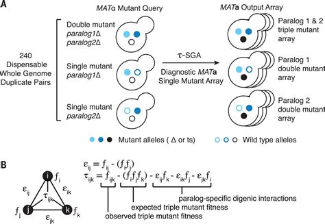Exploring Whole Genome Duplicate Gene Retention With Complex Genetic