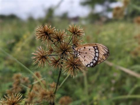 Butterfly Jenis Acraea Berwarna Coklat Stock Image Image Of Insect Grassy 368980173