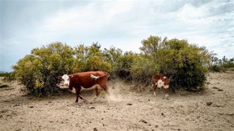 La Ganadería Y La Fauna Silvestre Compiten En El Chaco Semiárido Sobre La Tierra