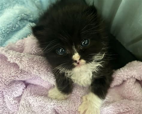 Kitten Age 101 How To Determine A Kittens Age Zen Kitty World