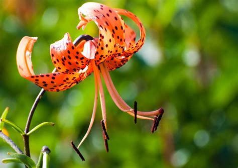 Lily V By Katari01 On Deviantart