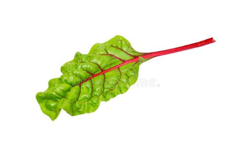 Beetroot Leaves Fresh Beet Leaf Isolated Stock Image Image Of Chard Vegetable 328709123