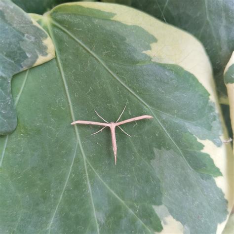 Picasso Bug R Entomology