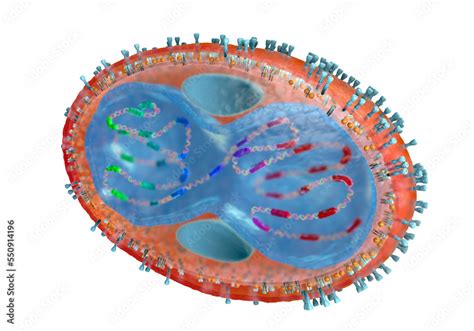 Cross Section Of A Smallpox Pathogen With Cell Membrane Nucleocapsid Cell Wall And
