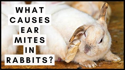 Can House Rabbits Get Ear Mites At Madison Cerutty Blog