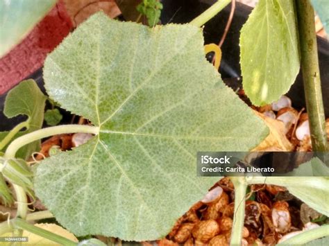 Large Simple Leaf Of The Pumpkin Plant Alternate With Palmate Lobing