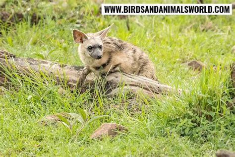 Aardwolf Appearance Habitat Diet Behavior And Fun Facts