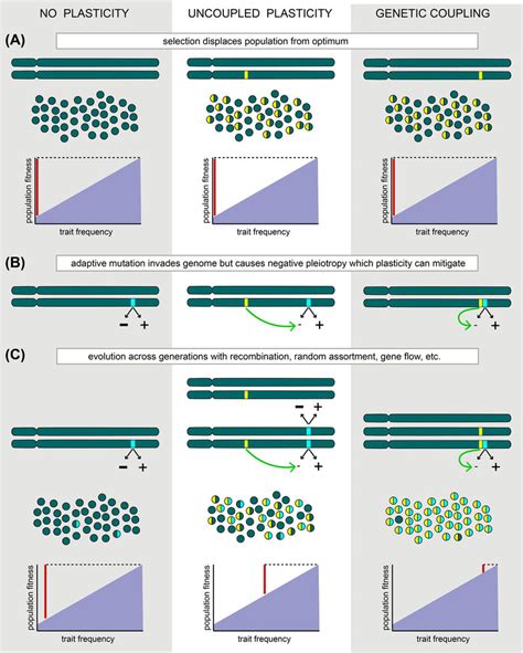 Simplified Illustration Depicting The Influence Of Genetic Architecture Download Scientific