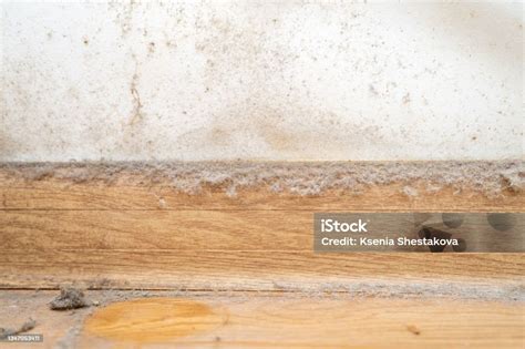 방 의 구석에 먼지 진짜 오래된 방치 먼지 더러운 독성 곰팡이와 흰색 벽에 곰팡이 박테리아 스커트 보드와 아파트 클로즈업에있는 가정에서 나무 바닥 굽도리 널에 대한 스톡