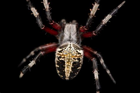 These Spiders Feed Their Leftovers To Carnivorous Plants National