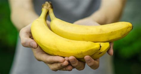 Phillip Cassidy On Linkedin Genetically Modified Bananas Out To Stop Cavendish Catastrophe