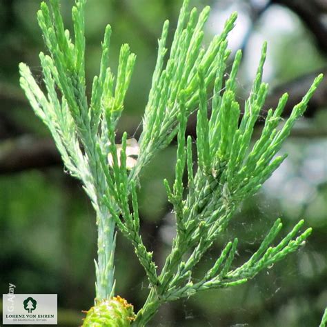 Sequoiadendron Giganteum Baumschule Lve