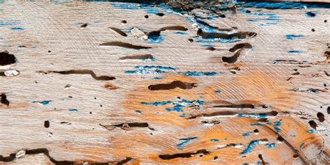 Treating Woodworm Effective Methods For Eliminating An Infestation