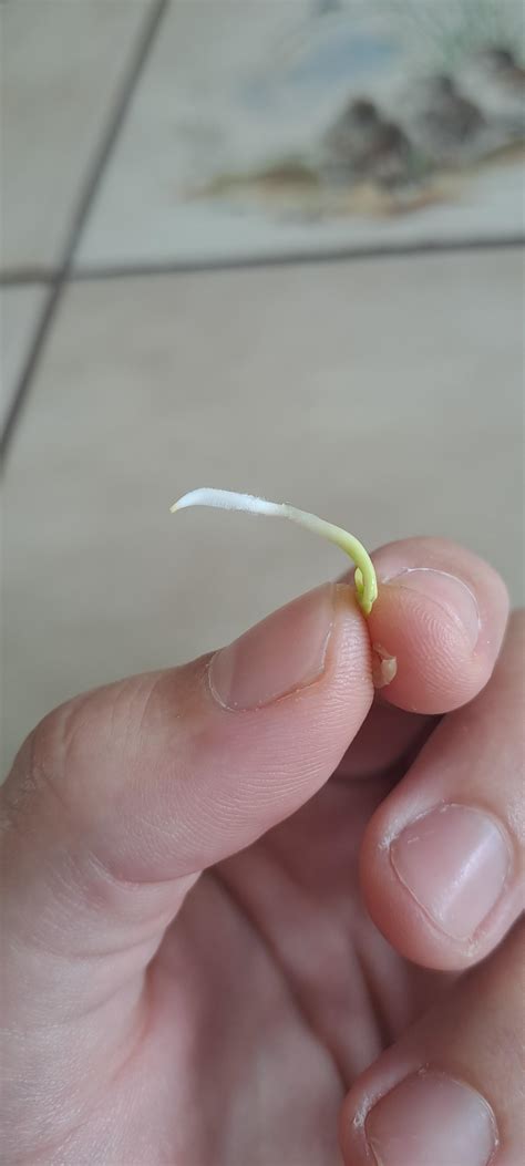 Potential Mold On Sprouts Rmycology