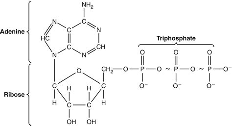 Metabolism Of Carbohydrates And Formation Of Adenosine Triphosphate