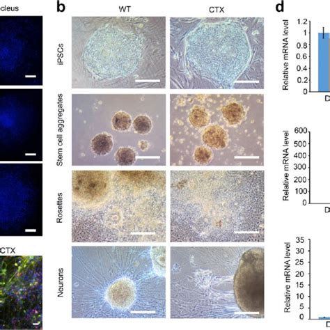Ctx Ipsc Characterization And Cortical Pn Differentiation A Download Scientific Diagram