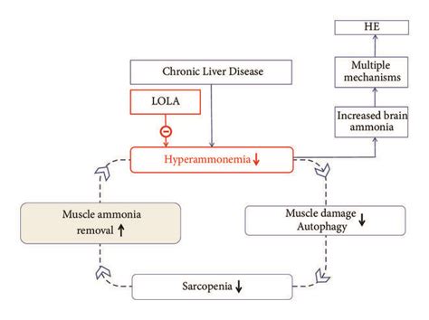 Hyperammonemia And Brain