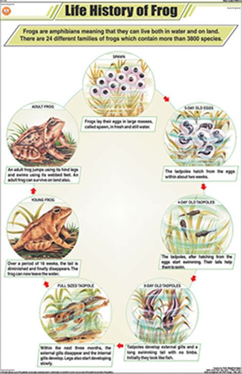 Frog Classification Chart At Virginia Ertel Blog