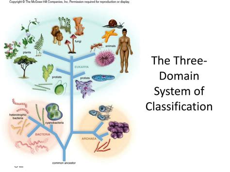 Ppt Classification Powerpoint Presentation Free Download Id2061506