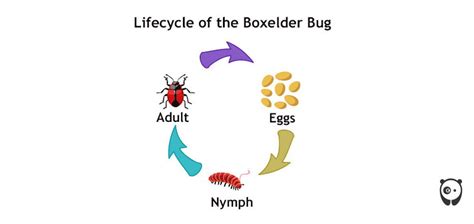 How To Get Rid Of Boxelder Bugs 10 Ways That Work Bored Panda