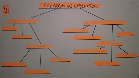 Connective Tissue Concept Map