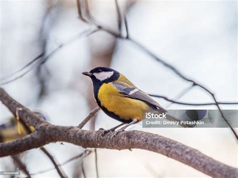 Cute Bird Great Tit Songbird Sitting On The Branch With Blured