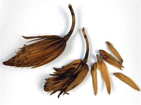 Tulip Tree Planting Care Pruning And Main Varieties