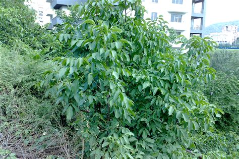 კაკლის ხე Juglans ალერგოლოგიური პროგნოზი Vidal Ge