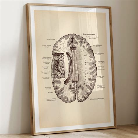 Set 6 Vintage Brain Anatomy Art Neurology Art Medical Art Neurologist