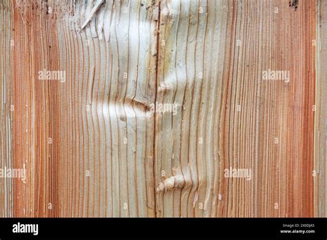 Longitudinal Section Of A Spruce Tree Trunk Showing Annual Rings In A