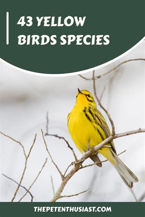 List Of 43 Yellow Bird Species