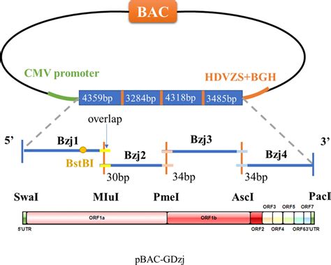 Pbac Gdzj Plasmid Construction Strategy The Fragment That Includes The Download Scientific