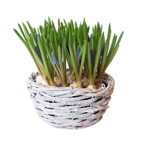 Potted Bulbs Sheridan Nurseries Online