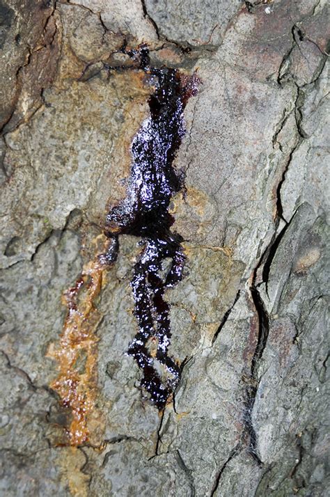 Bleeding Canker On Tree Bark Stock Image B2600079 Science Photo