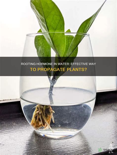 Rooting Hormone In Water Effective Way To Propagate Plants Shuncy